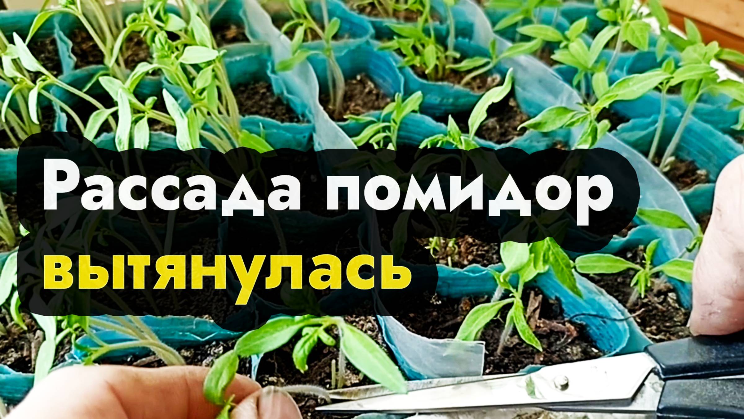 Рассада помидор вытянулась, что делать - как проредить рассаду помидоров которая вытянулась