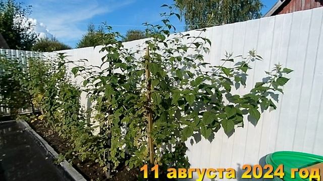 7 соток. Сбор ягод и овощей продолжается. Хроника август 2024 год. 1 часть.