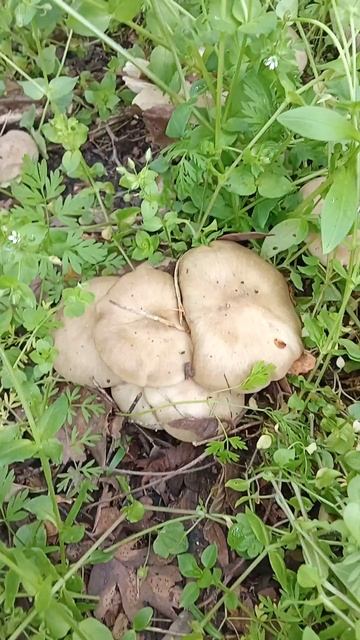 ГРИБЫ ЭНТОЛОМА САДОВАЯ #грибы #энтолома #терновик #подсливник