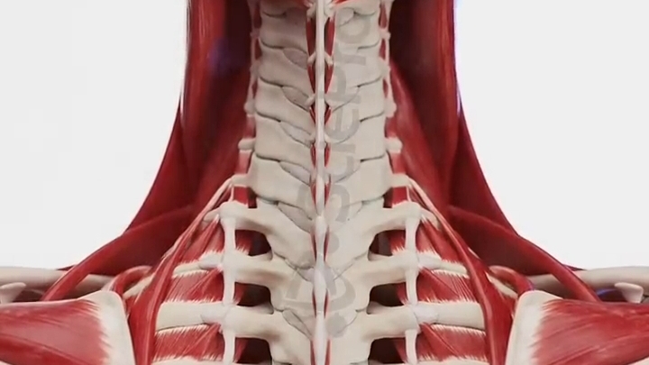 Мышцы спины и шеи...(3D-анимация)