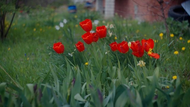 Цветущий май.