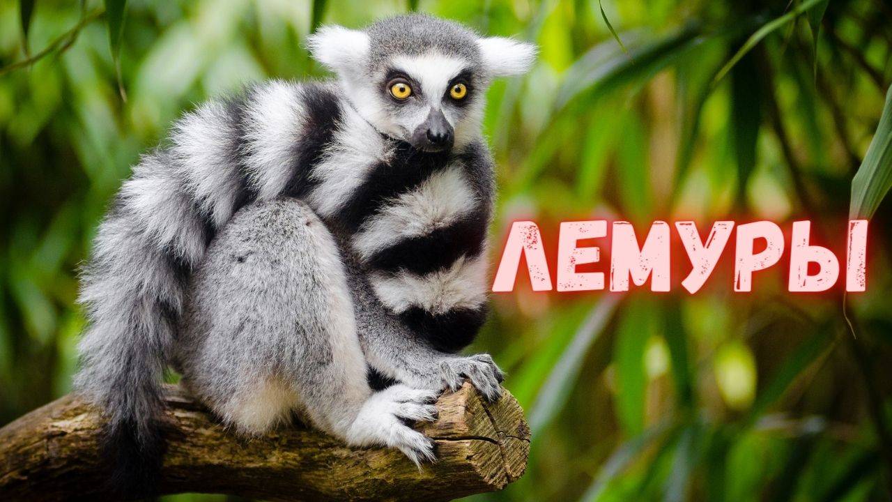 Лемуры. Удивительные животные из Мадагаскара. Все о короле Джулиане и не только