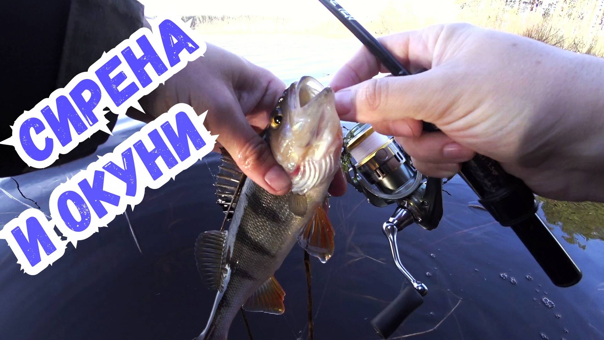 Наноколебалка Сирена и утренние окуни