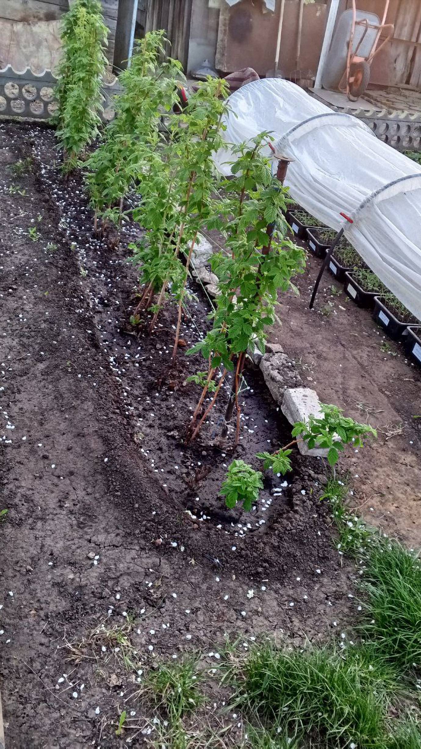 Удобрение делаем для огорода