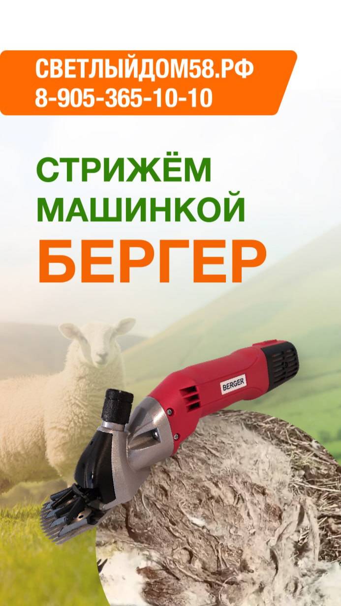 Немецкая машинка для стрижки овец Бергер Стрижем очень грязную овцу. Лучшие машинки для стрижки овец