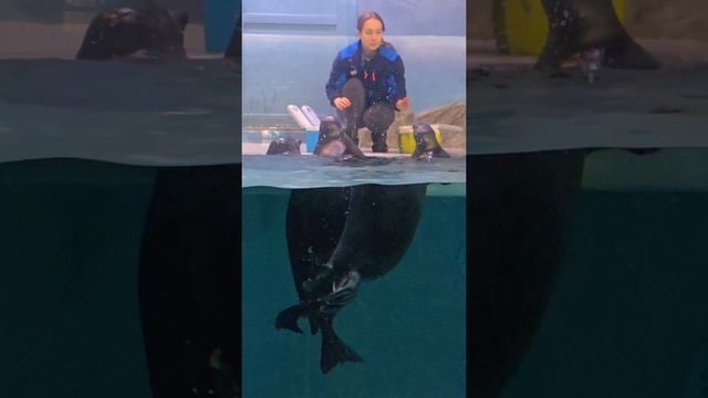 🌊🦭 МОСКВАРИУМ, НЕРПА БАЙКАЛЬСКАЯ 🪼