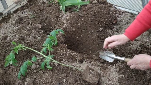 Как сажать переросшую рассаду? Посадка,, лежа"