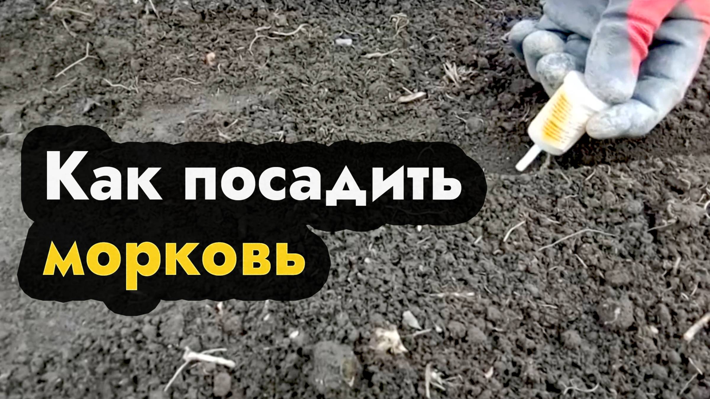 Как посадить морковь - посадка морковки в грунт, как получить урожай моркови