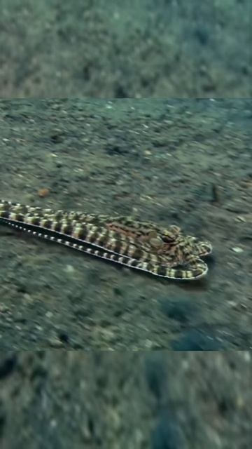 Мастер перевоплощений: как этот невзрачный моллюск превращается в ядовитых хищников