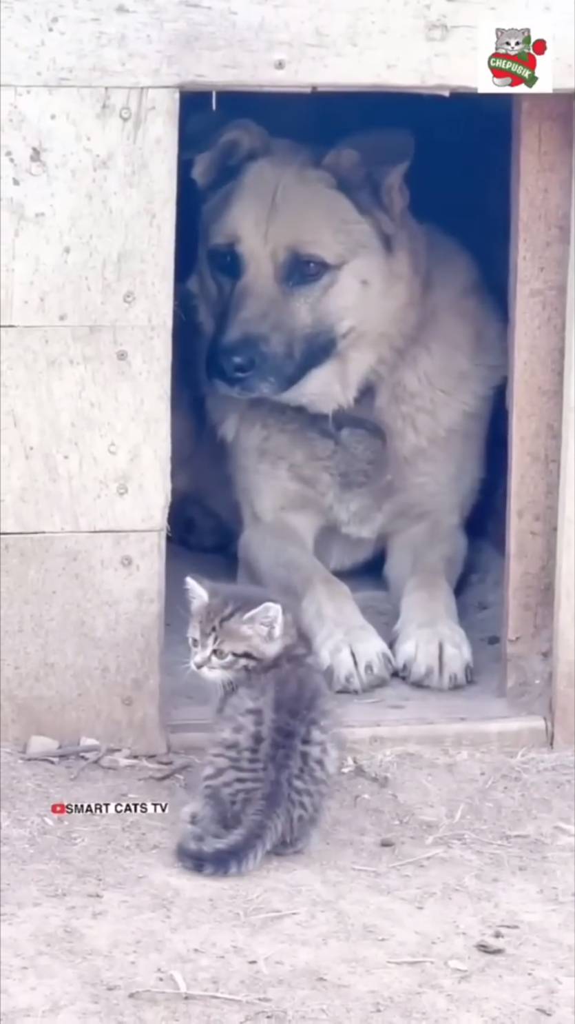 Мир не безнадежен ! 7. Надо жить в Мире Любви и Согласии