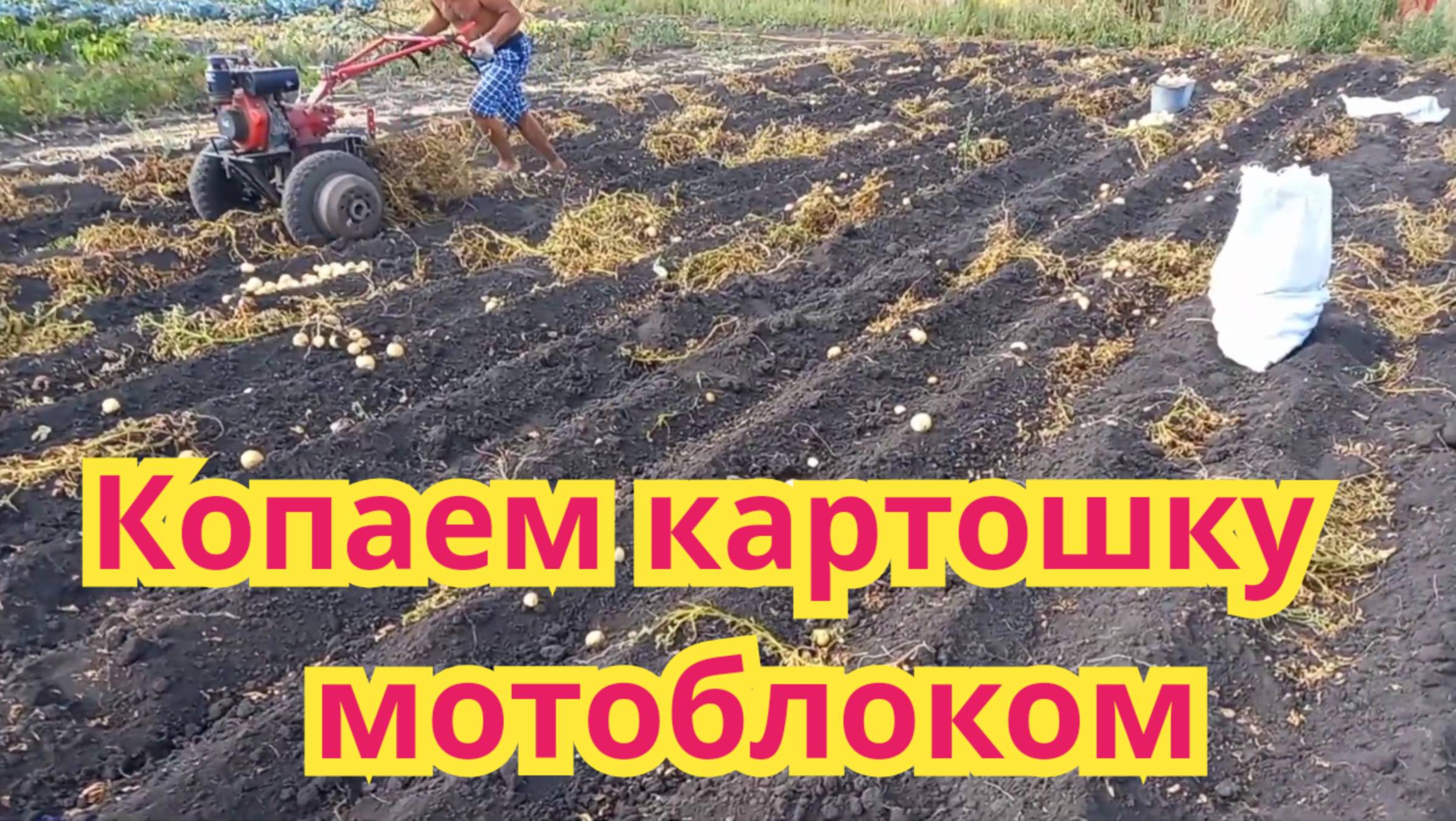 Копаем картошку мотоблоком, урожай этого года