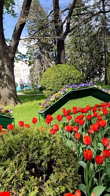 Бал тюльпанов в Ставрополе. Яркий и красивый Ставрополь. Отдых в Ставрополе