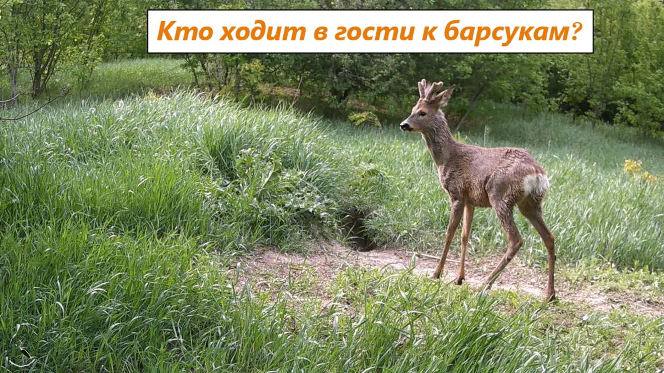 Кто ходит в гости к барсуку? Звери у норы и рядом: енотки, косуля, лиса. И сами барсуки в кадре