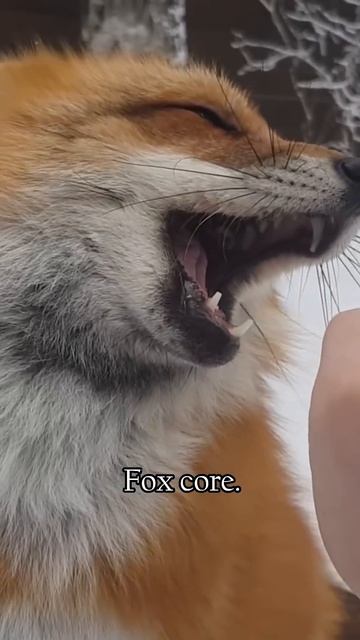 Суть лисиц. 🦊🦊
