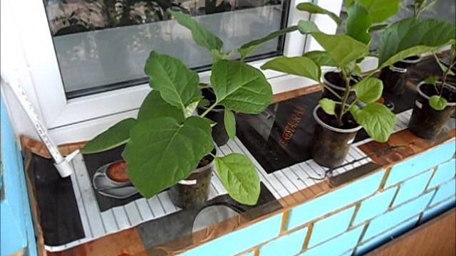 Баклажанам два месяца после посева