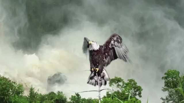 Лео Рохас - Полёт кондора