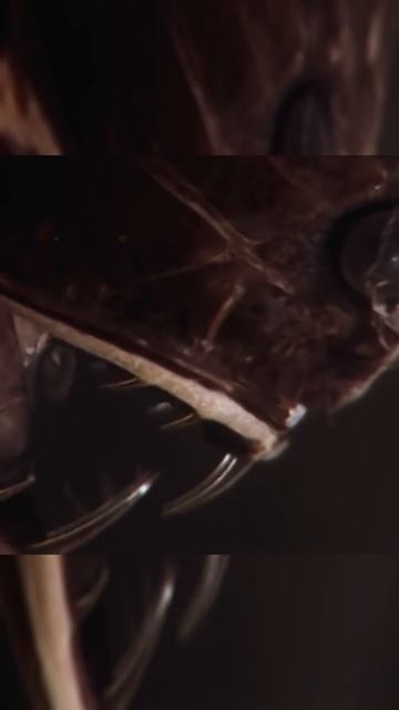 Агрессивная мимикрия: как хищники обманывают жертв в темных глубинах океана