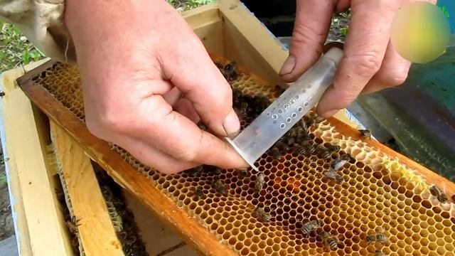 Пересадка плодных маток в самодельные клеточки