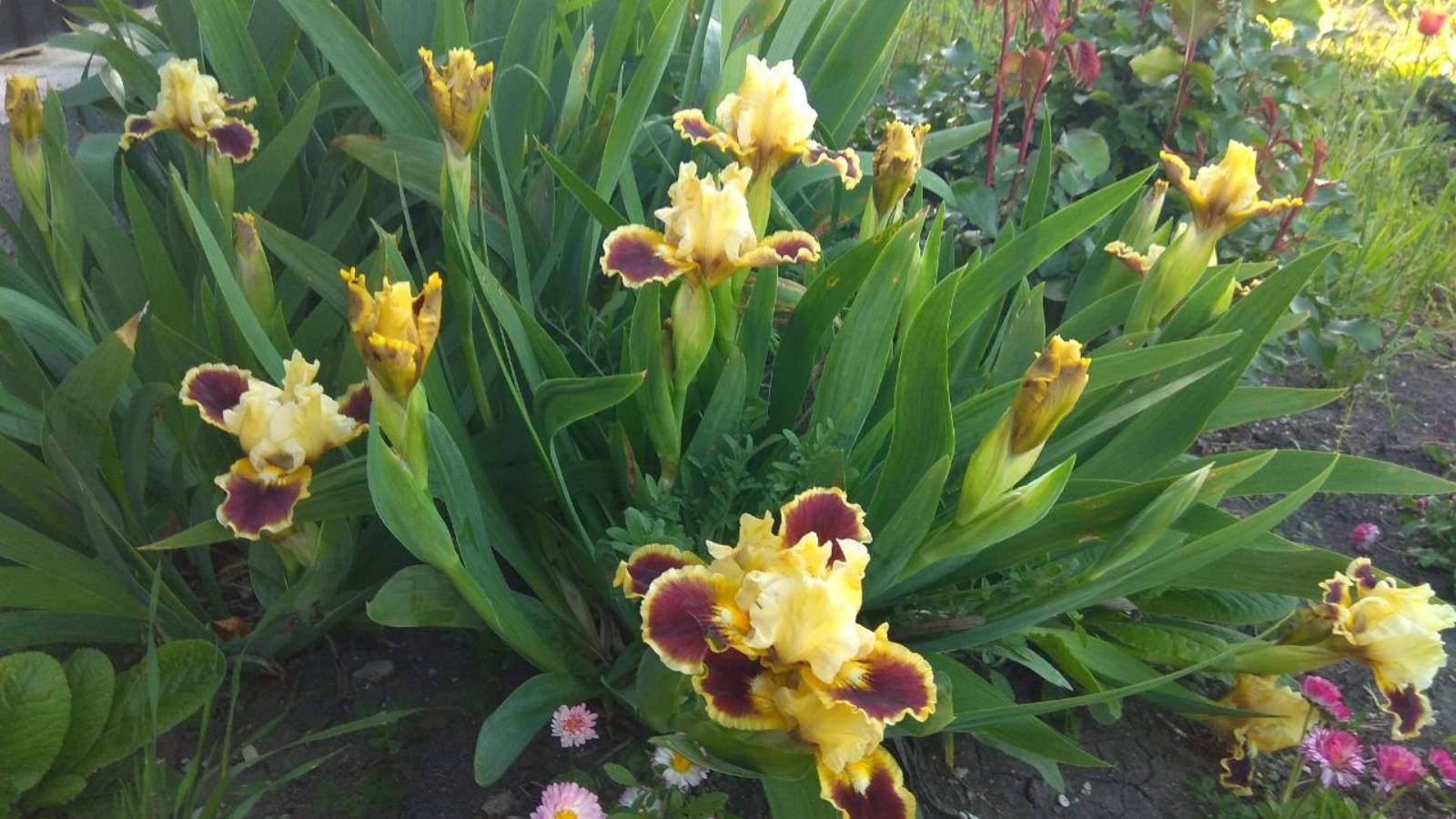 Прогулка по участку 2 мая 2025 г.