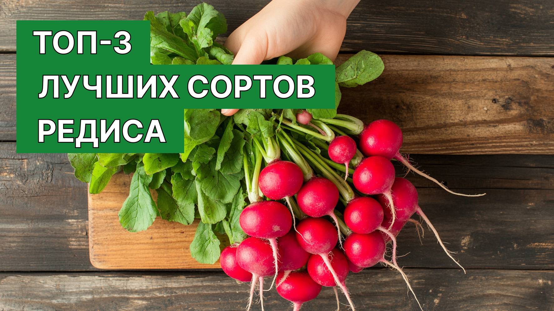 ТОП-3 ЛУЧШИХ СОРТОВ РЕДИСА