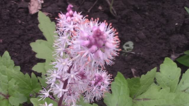 Гейхеры, клематисы, тимьян в начале мая.