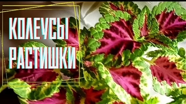 Колеусы по сортам в моей коллекции.