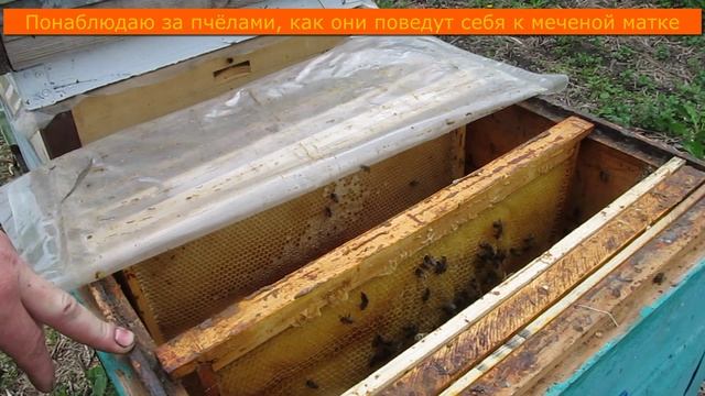 Подпускаю меченую неплодную матку к слабому отводку