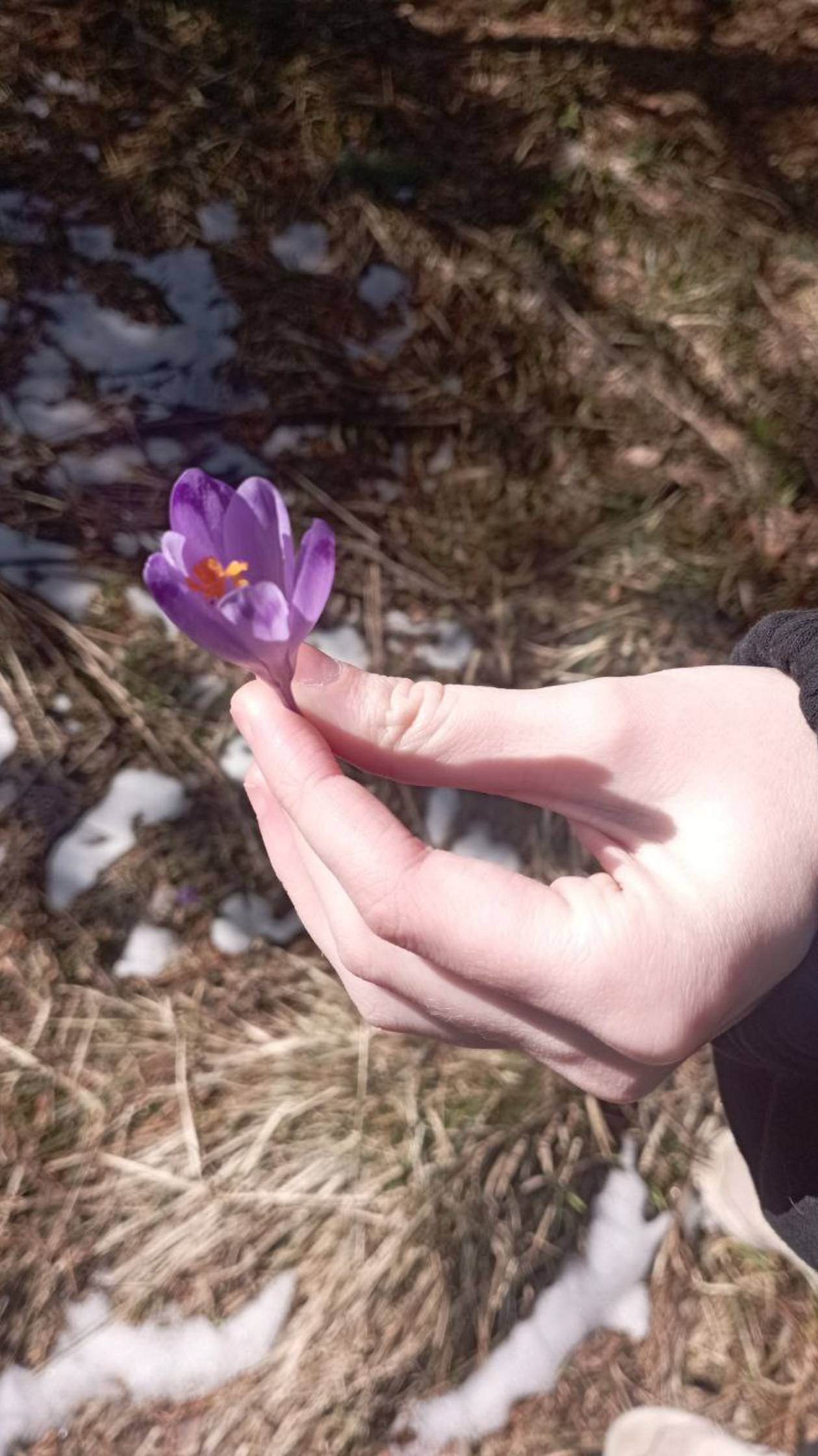 Крокус- цветок Заглавка