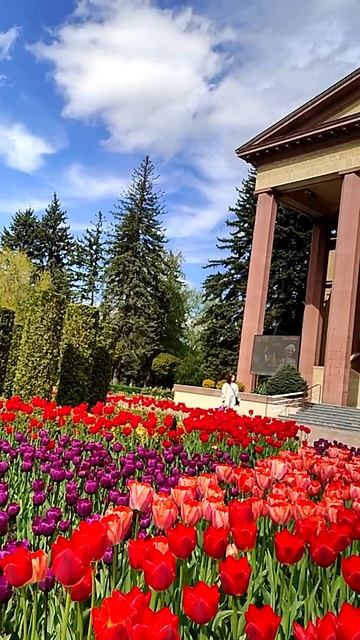 Ставрополь - город тюльпанов. Цветущий Ставрополь. Прогулка по Ставрополю