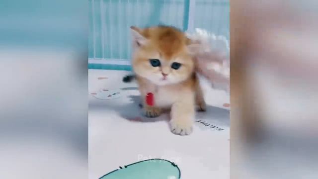 ПРИКОЛЫ С ЖИВОТНЫМИ ПОЛ ЧАСА ХОРОШЕГО НАСТРОЕНИЯ