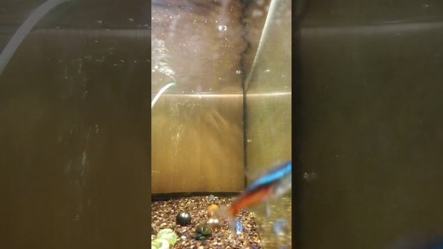 аквариум с гуппи и неонами таймлапс 4 минуты