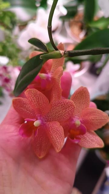 Мир и покой!!! Такое ощущение у меня среди моих красавиц 💕💖💓🌷☀️🦋🌿🌸 #цветениеорхидей #орхидея