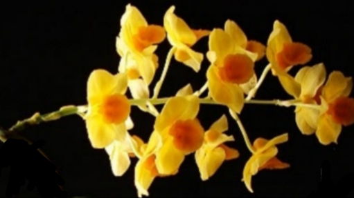 П-2. Ч-6. Обзор дендробиума  Griffithianum через 32 дня после получения 2ой посылки из 7 орхидей