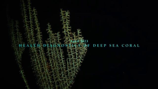 Тайны бездны: Как новый флот раскрывает скрытые миры океана