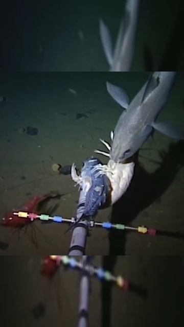 Тайна бездны: где обитают рыбы без лиц