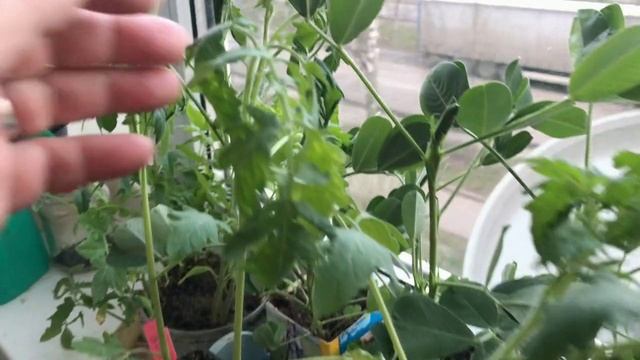 Выращивание лимонов инжира в домашних условиях. Обзор рассады на балконе.