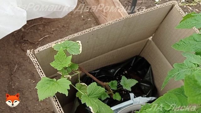 03.05.2025 уДача-дача.ПОСЛЕ СНЕГА И МОРОЗОВ. ВРОДЕ ТЕПЛЕЕТ. 
(Стих Эммы Мошковской. )