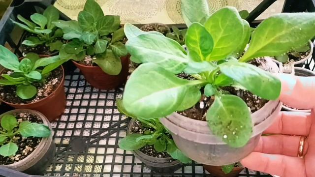 Петуния.Убираем листья для дополнительного роста.