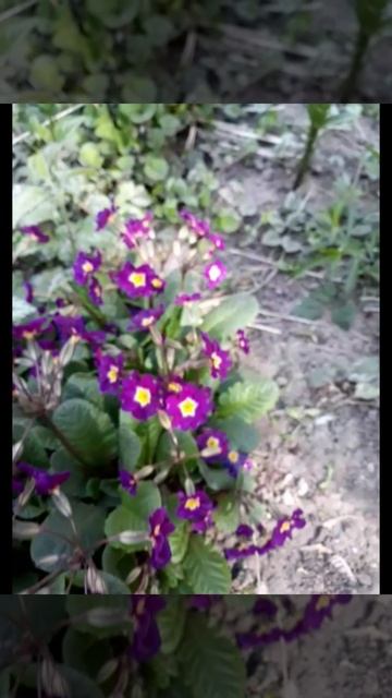 Весенние первоцветы в городском саду