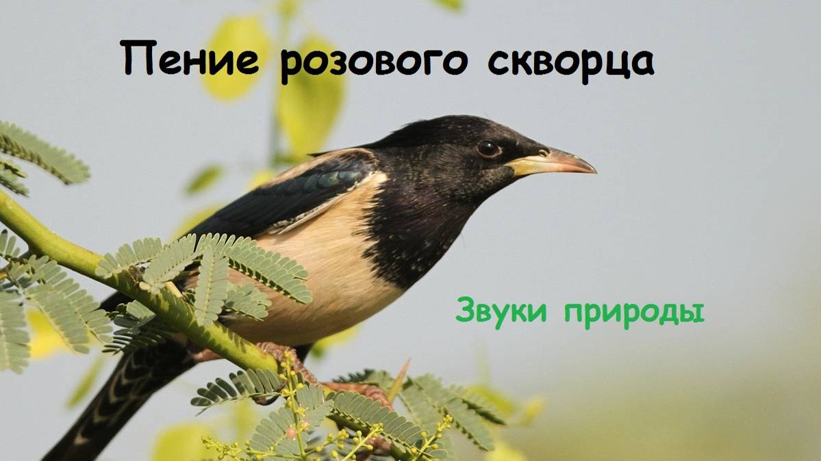 Пение розового скворца. Звуки природы