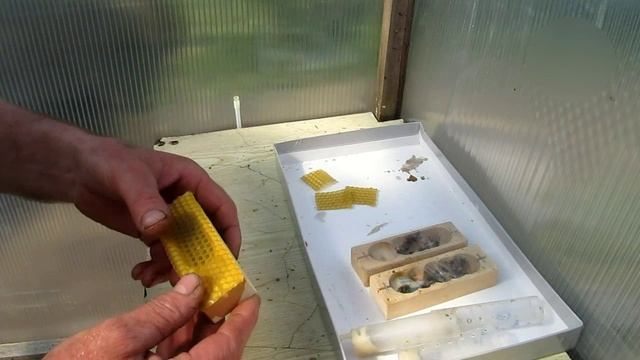 Пересадка покупных маток в свои изоляторы под вощину