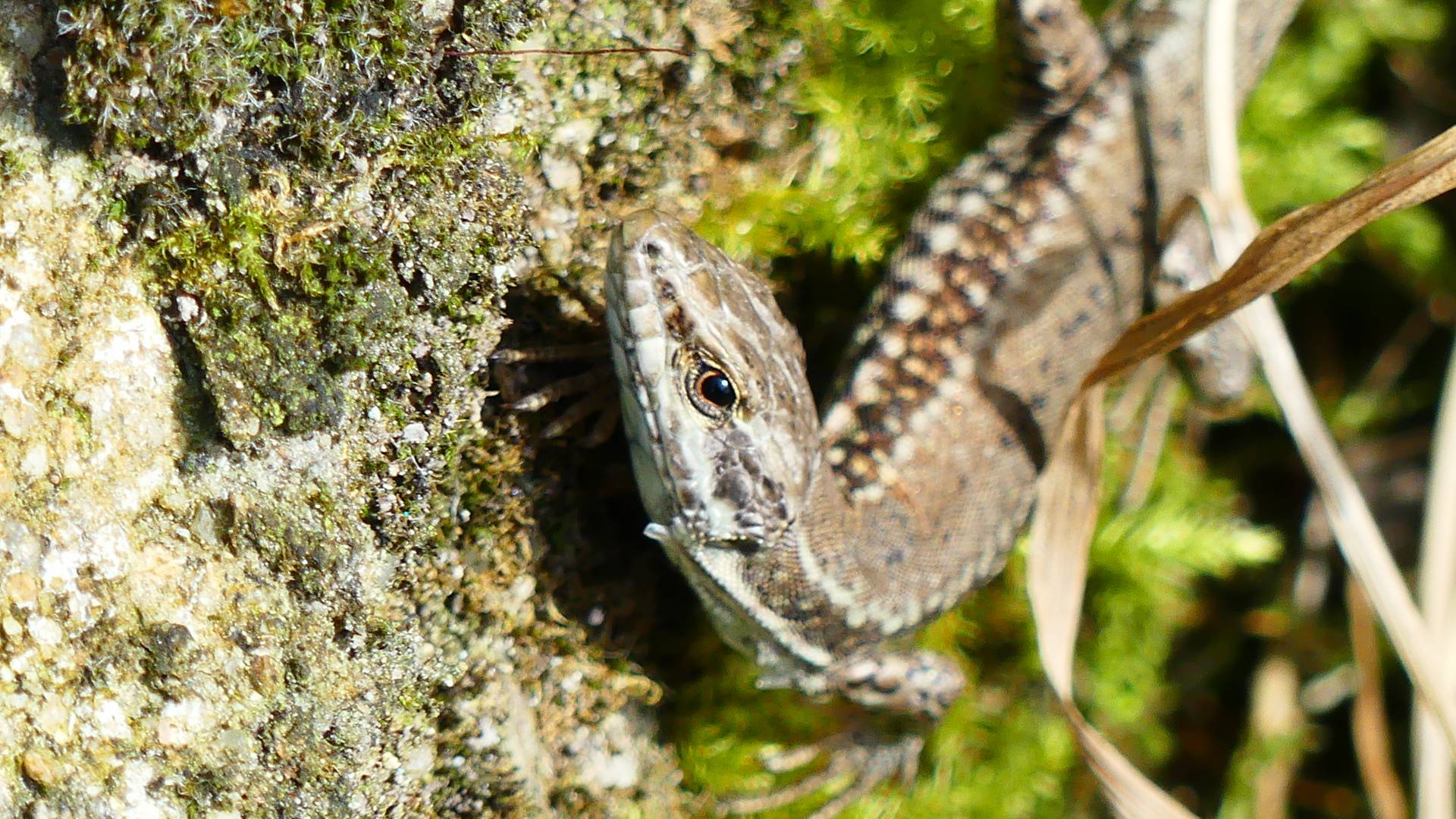 Уголозубы: Хвостатые земноводные | Аудиокнига
