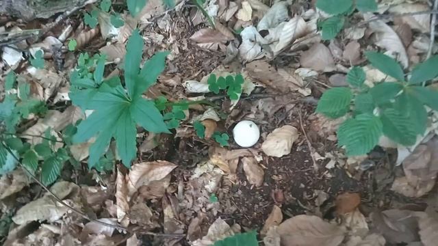 ГРИБ ВЕСЕЛКА. АРХЫЗ И КРАСОТА ГОР. #грибы #Архыз #горы