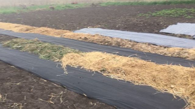 Новая агротехника выращивания носков