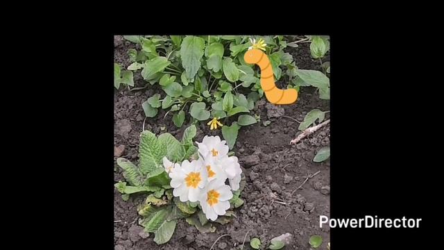 Весна.весна-цветы.цветы