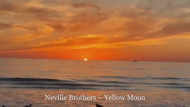 Neville Brothers ~ Yellow Moon