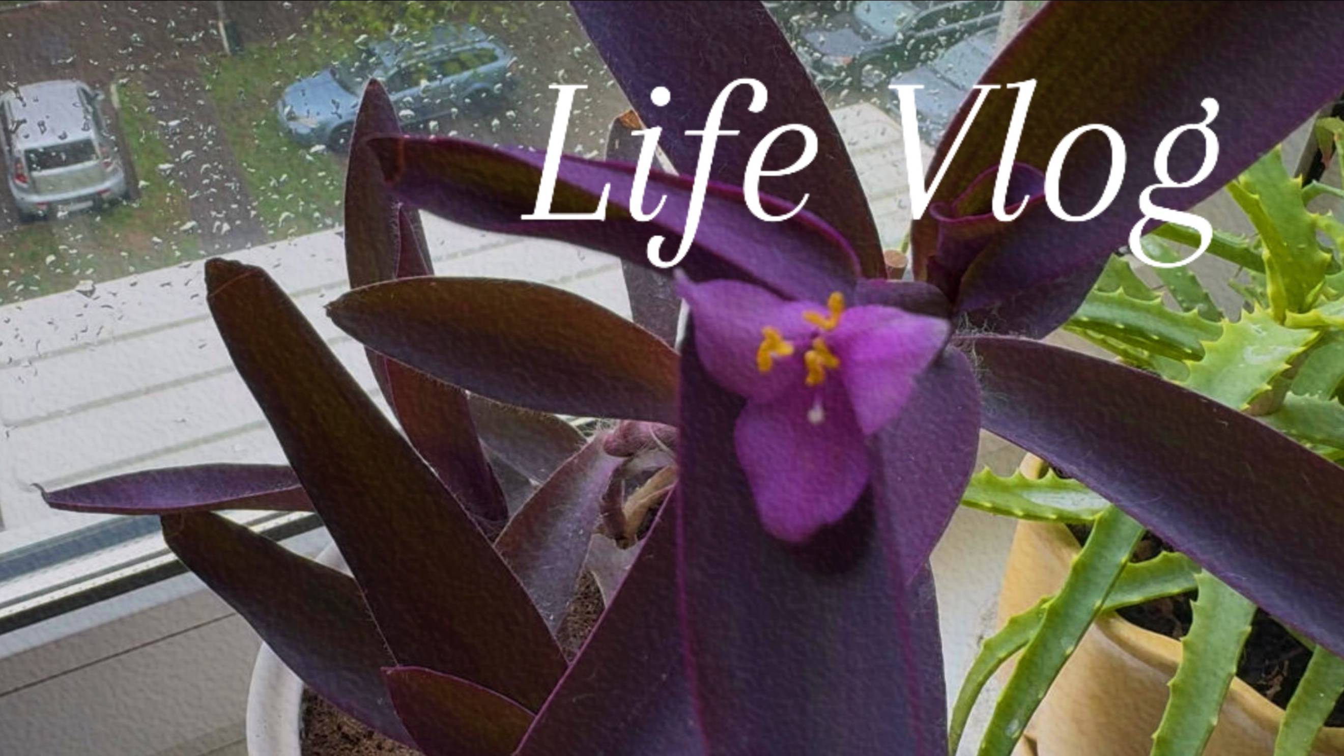 VLOG/Варим суп/Удобряем цветы