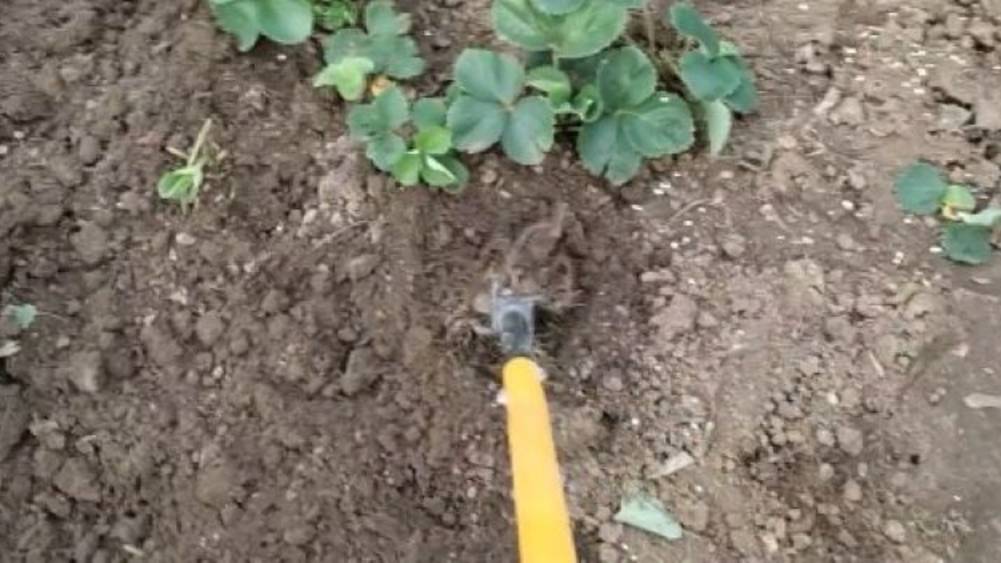 Как работа на грядке превратилась в отдых