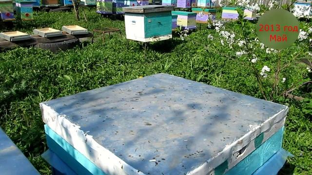 Подсаживаю покупных маток в отводки