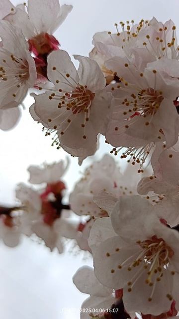 Абрикос цветёт на Донбассе